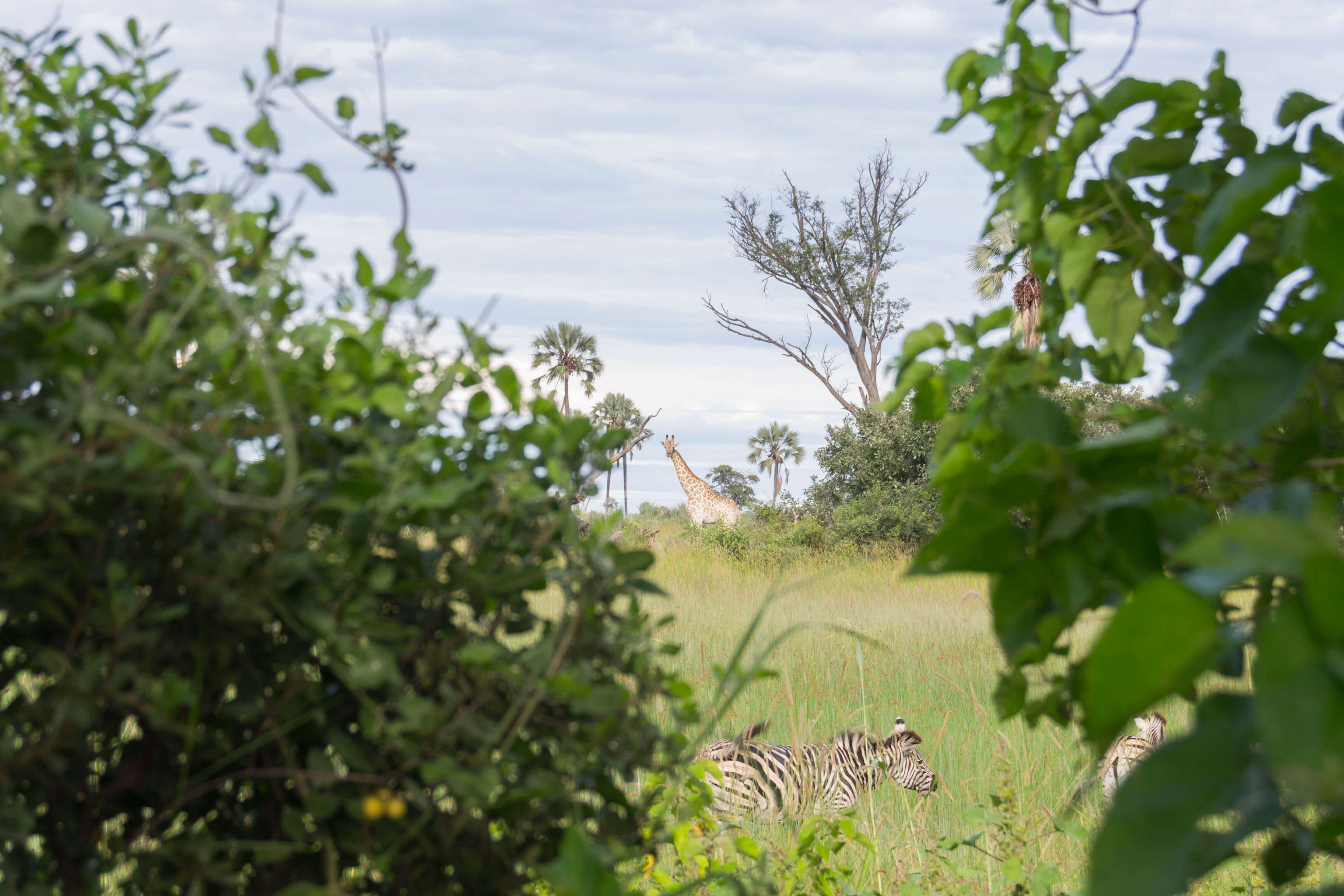 How to get from Windhoek to Maun - Ecobackpacking